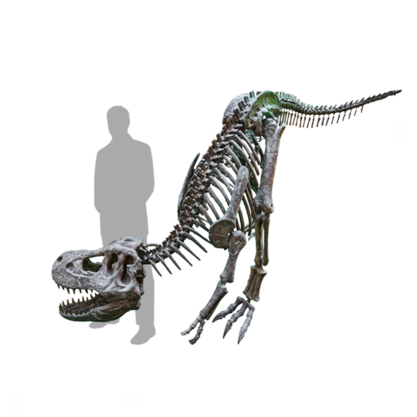 Full Trex Fossil - Rent jurassic park t rex dinosaur bones and t rex ...
