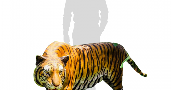 Bengal Tiger - SG's Largest Life Size Tiger Imitations and Replicas ...