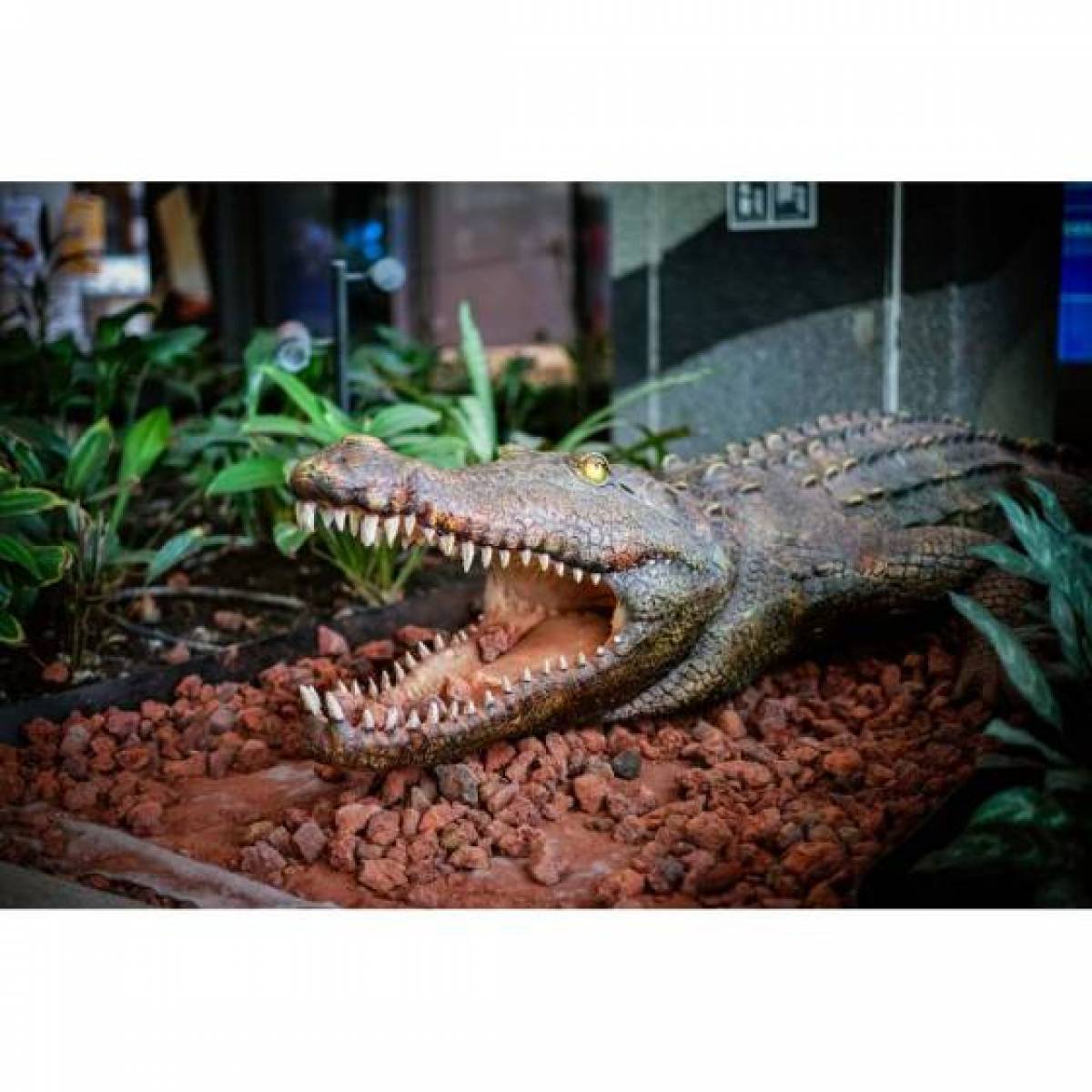Alligator - Outdoor Animal Statues as Safari Theme Props Rental Platform