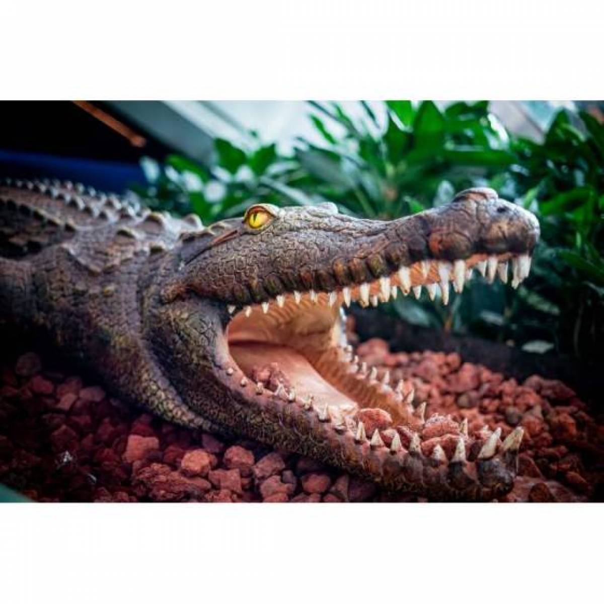 Alligator - Outdoor Animal Statues as Safari Theme Props Rental Platform