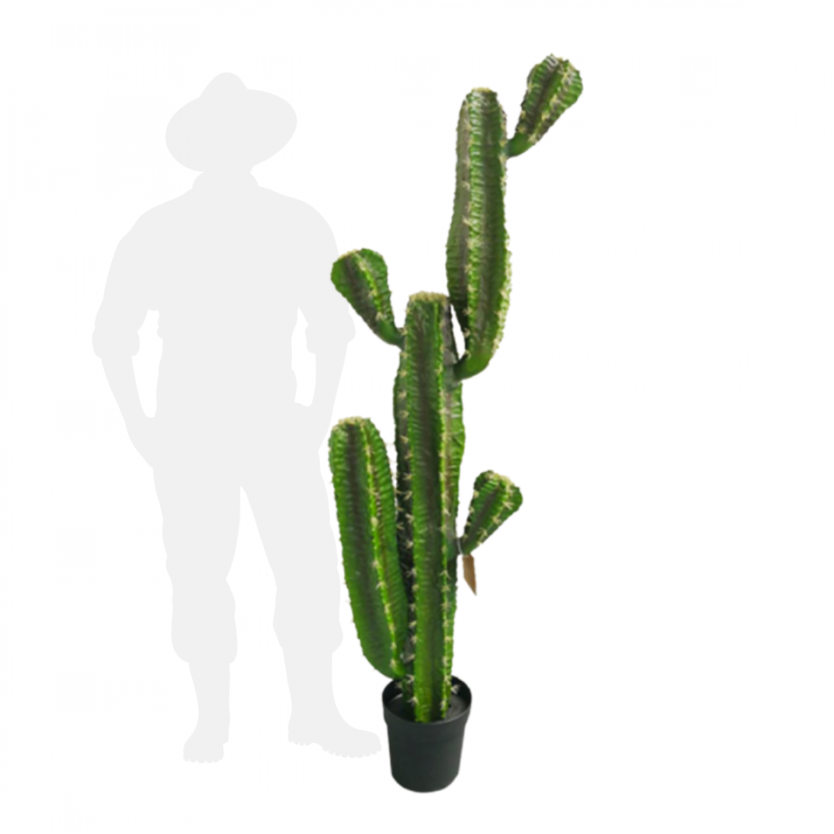 Cactus - Desert, Nature and Wildlife Theme Props and Decor Rental