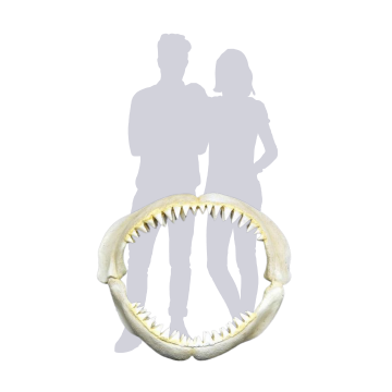 Great white Shark Jaws - SG's Largest Shark Replica Statues and Ocean ...